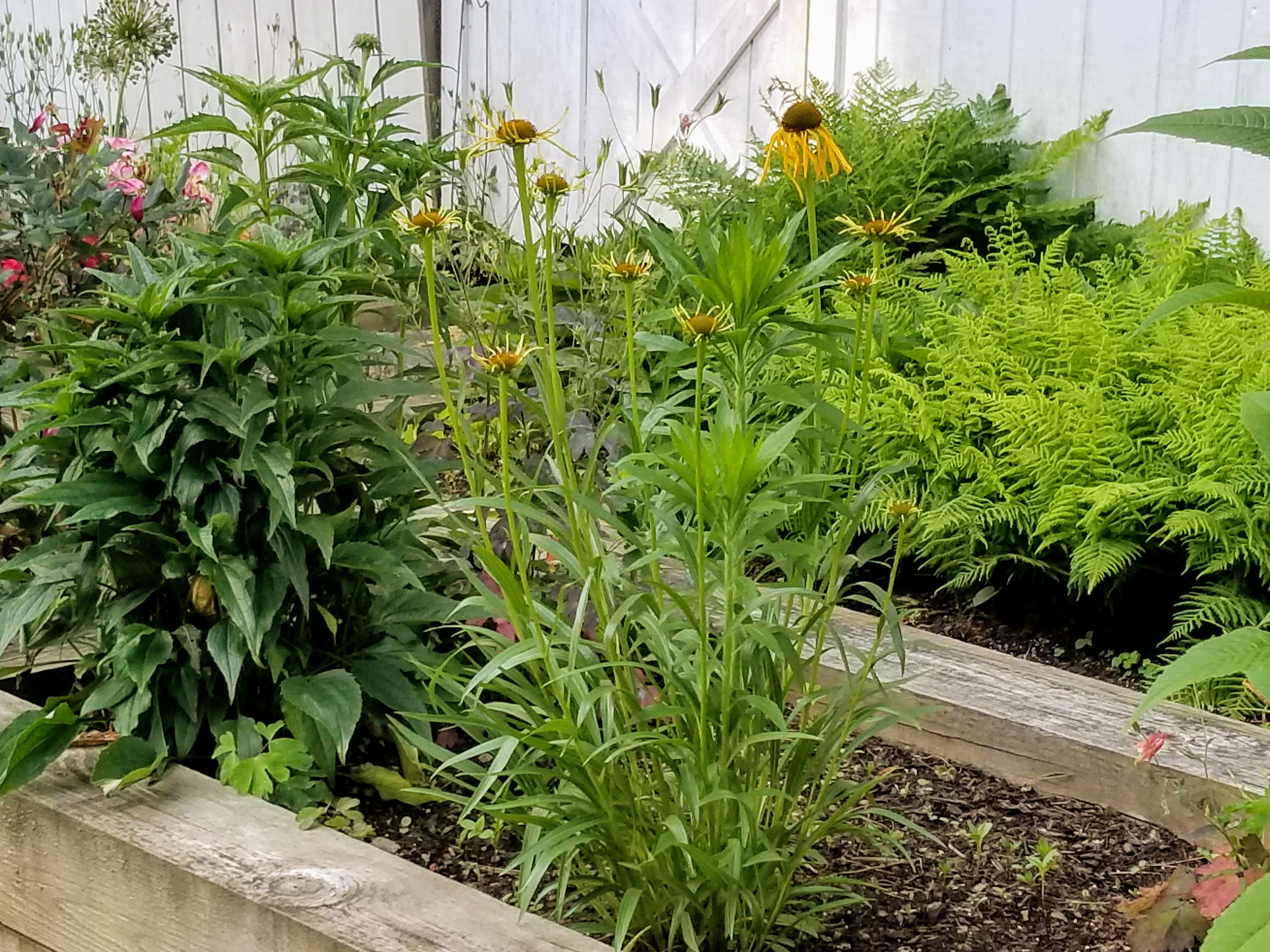 Edwin Poole & RuthK Pollinator Garden – Live & Learn!