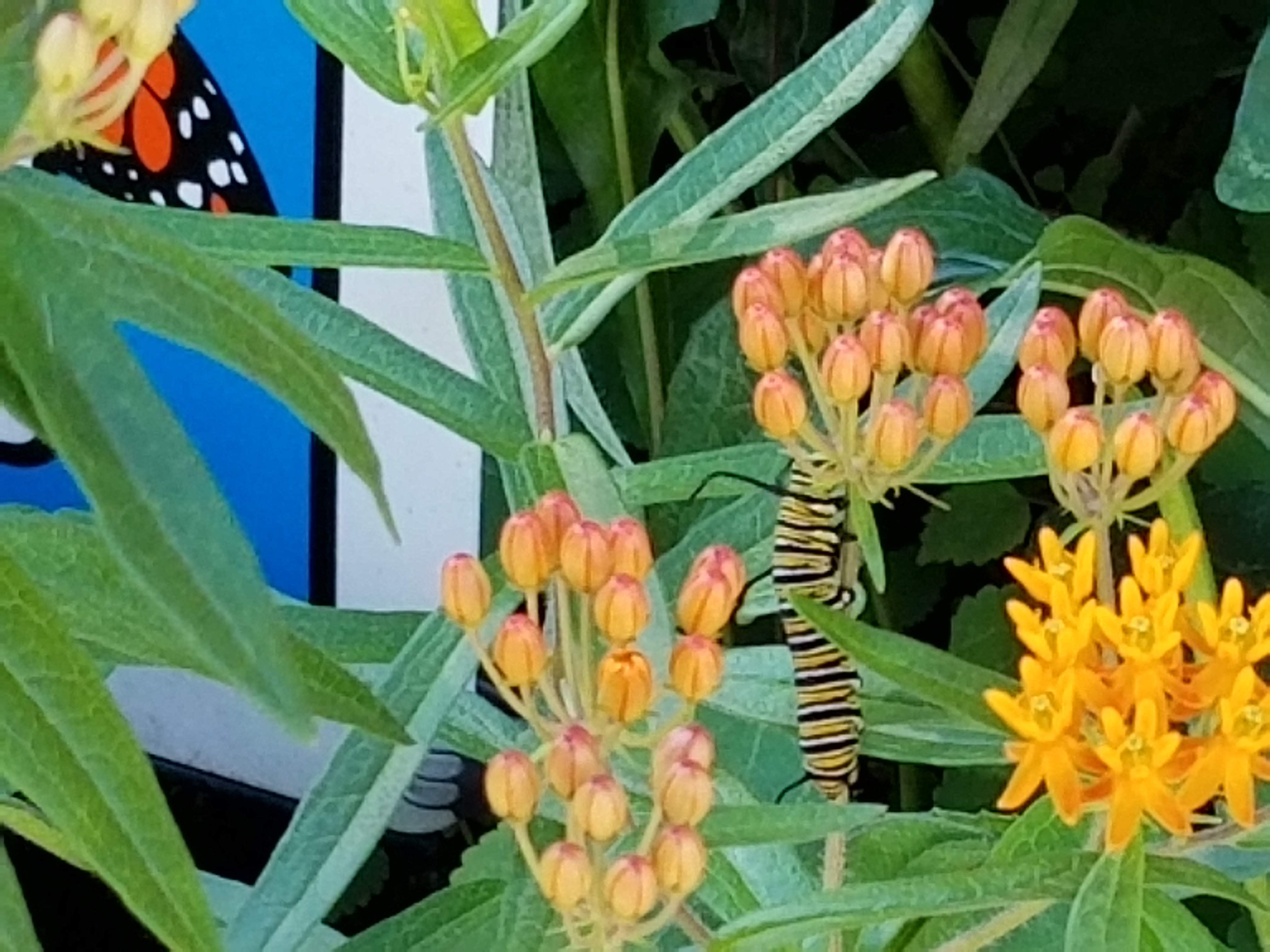 Edwin Poole & RuthK Pollinator Garden – Live & Learn!